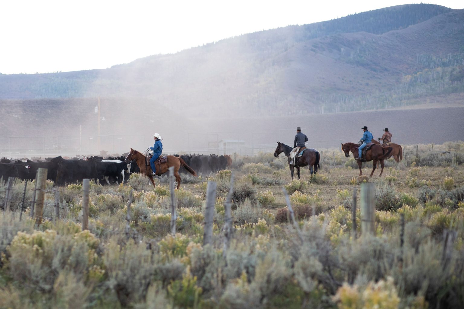 Cattle Drive Experience at Three Forks Ranch