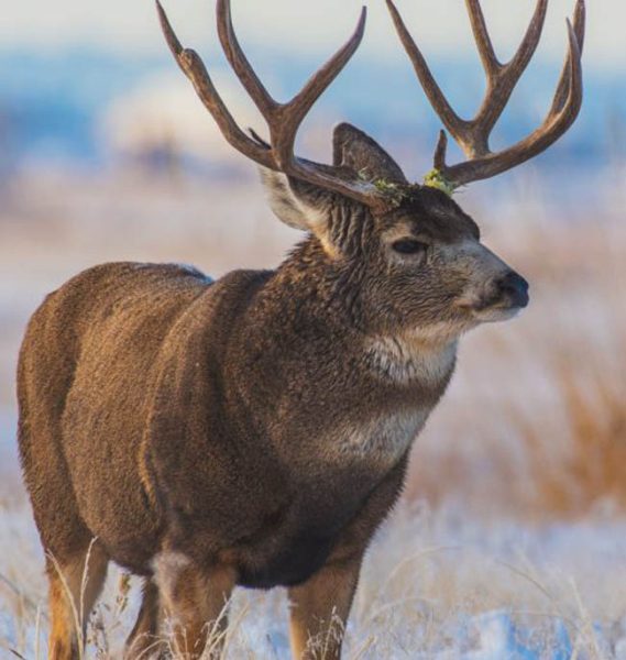 The Best Elk, Mule Deer and Pronghorn Antelope Hunting